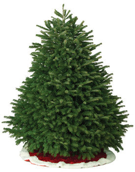 #4 foot Nordman Fir – Cotswold Fir @ Primrose Vale